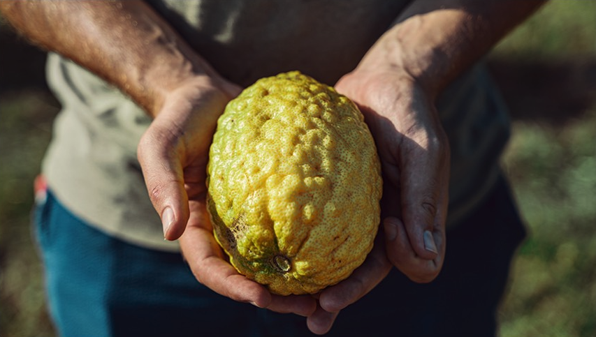 Cédrat : propriétés, associations, conservation de cet agrume